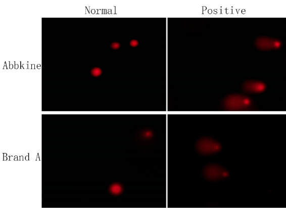 Abbkine Comet Assay Kit (3-Well Slides) for Sale - Gaia Science Singapore