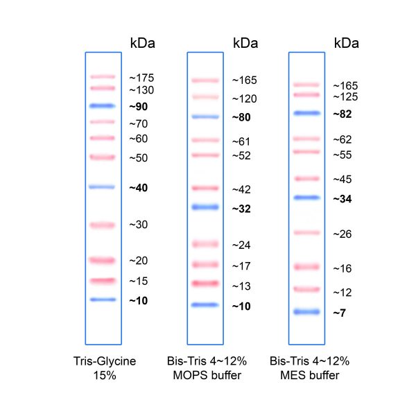 Simply Biologics PiNK Plus Prestained Protein Ladder for Sale - Gaia ...