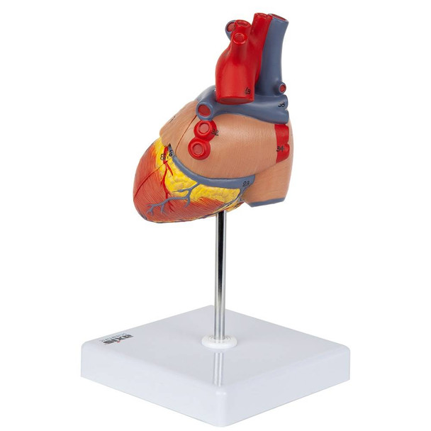 Anatomy Warehouse Axis Scientific 2-Part Deluxe Life-Size Human Heart ...