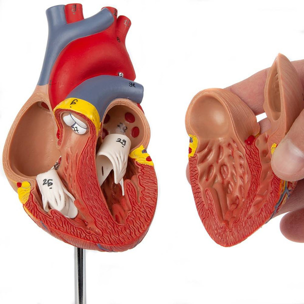 Anatomy Warehouse Axis Scientific 2-Part Deluxe Life-Size Human Heart ...