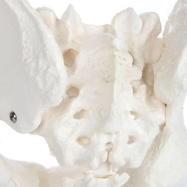 Anatomy Warehouse Axis Scientific Life-Size Male Pelvis Skeleton ...