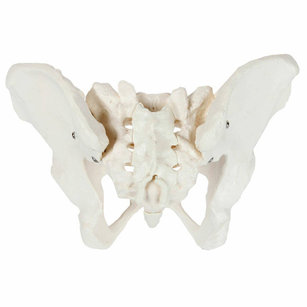 Anatomy Warehouse Axis Scientific Female Skeletal Pelvis for Sale ...