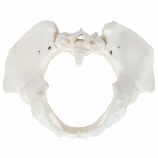Anatomy Warehouse Axis Scientific Female Skeletal Pelvis for Sale ...