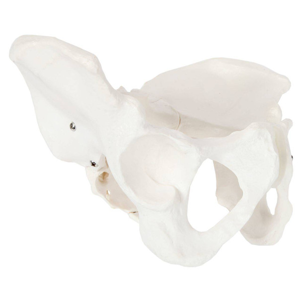 Anatomy Warehouse Axis Scientific Female Skeletal Pelvis for Sale ...