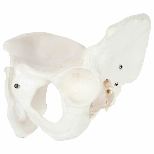 Anatomy Warehouse Axis Scientific Female Skeletal Pelvis for Sale ...