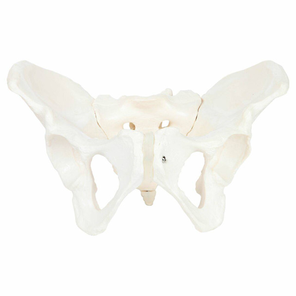 Anatomy Warehouse Axis Scientific Female Skeletal Pelvis for Sale ...