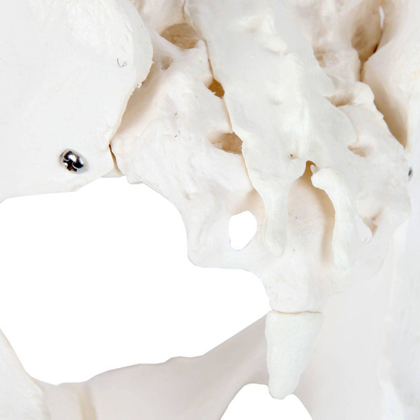 Anatomy Warehouse Axis Scientific Female Skeletal Pelvis for Sale ...