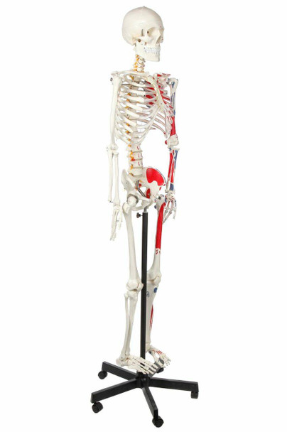 Anatomy Warehouse Axis Scientific Muscle Painted and Numbered Life-Size ...