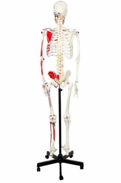 Anatomy Warehouse Axis Scientific Muscle Painted and Numbered Life-Size ...