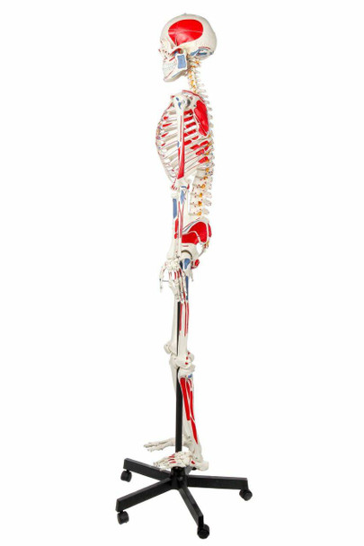 Anatomy Warehouse Axis Scientific Muscle Painted and Numbered Life-Size ...