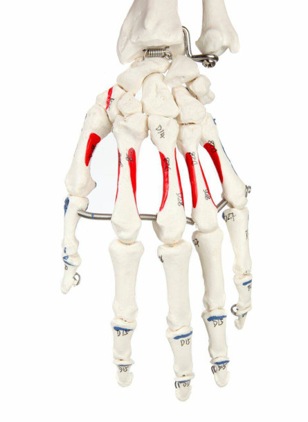 Anatomy Warehouse Axis Scientific Muscle Painted and Numbered Life-Size ...