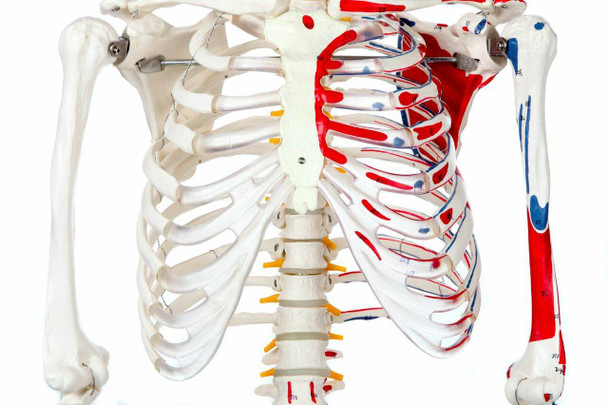 Anatomy Warehouse Axis Scientific Muscle Painted and Numbered Life-Size ...