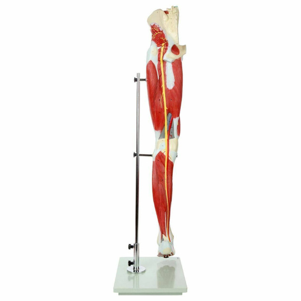 Anatomy Warehouse Axis Scientific Life-Size 13-Part Human Muscular Leg ...