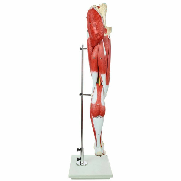 Anatomy Warehouse Axis Scientific Life-Size 13-Part Human Muscular Leg ...