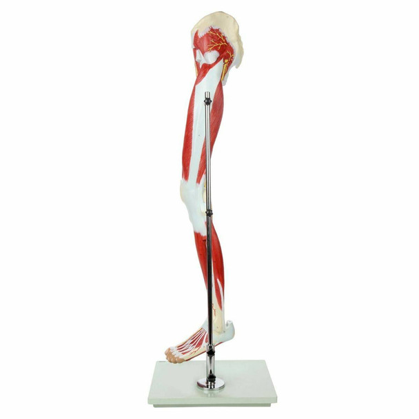 Anatomy Warehouse Axis Scientific Life-Size 13-Part Human Muscular Leg ...
