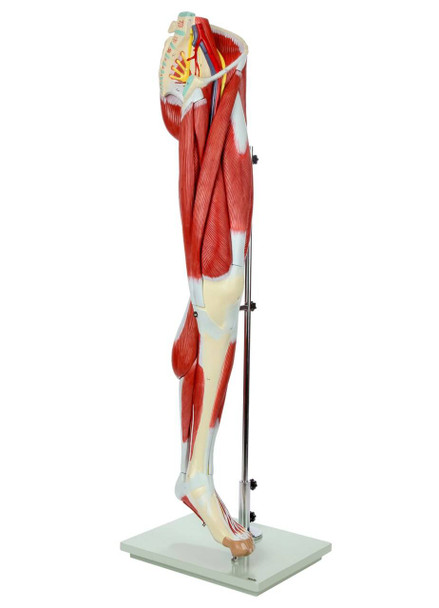 Anatomy Warehouse Axis Scientific Life-Size 13-Part Human Muscular Leg ...