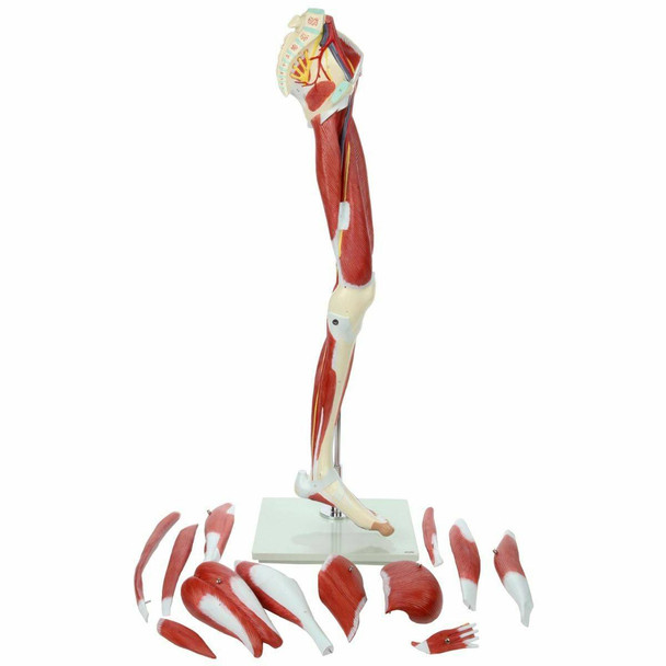 Anatomy Warehouse Axis Scientific Life-Size 13-Part Human Muscular Leg ...