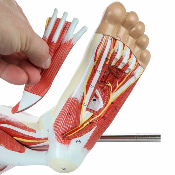 Anatomy Warehouse Axis Scientific Life-Size 13-Part Human Muscular Leg ...