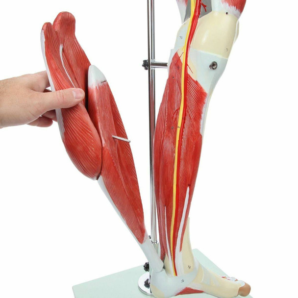 Anatomy Warehouse Axis Scientific Life-Size 13-Part Human Muscular Leg ...