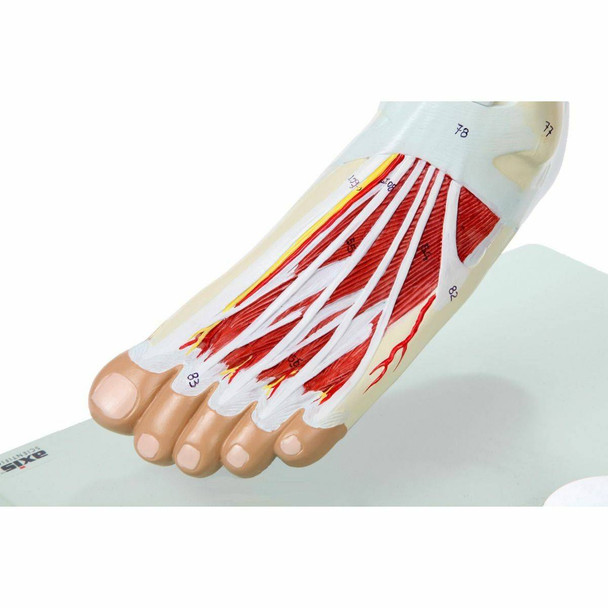Anatomy Warehouse Axis Scientific Life-Size 13-Part Human Muscular Leg ...