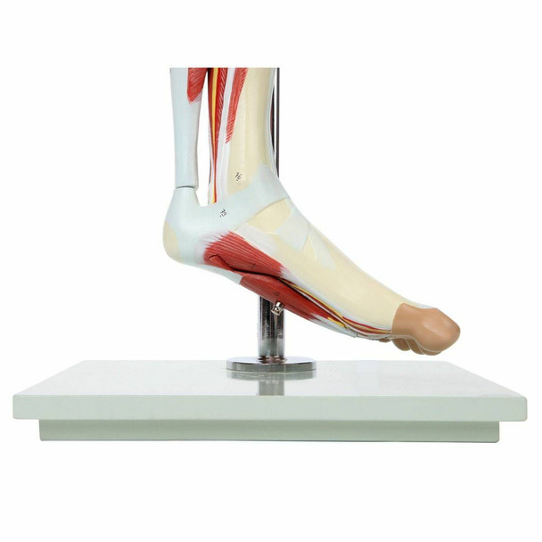 Anatomy Warehouse Axis Scientific Life-Size 13-Part Human Muscular Leg ...