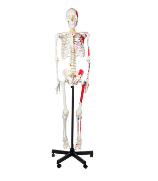 Anatomy Warehouse Axis Scientific Muscle Painted and Numbered Life-Size ...